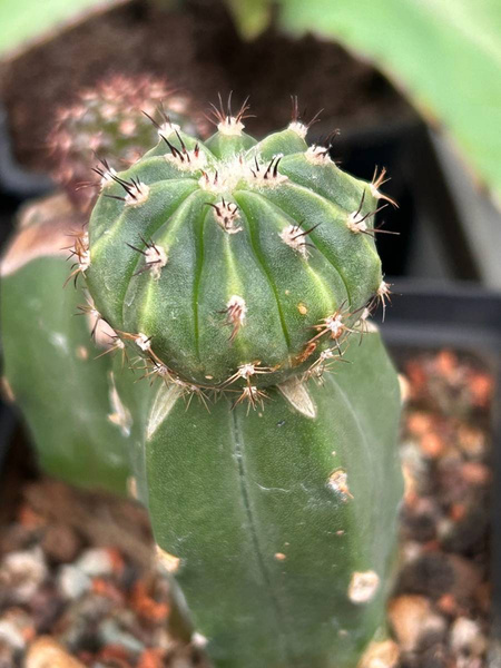 Discocactus tricornis | Cactuses \ Discocactus | Kaktusy, sukulenty i ...
