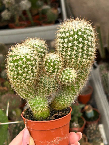 notocactus rutilans | Cactuses \ Notocactus Maxi blooming | Kaktusy ...