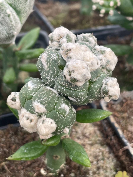 Astrophytum asterias 'Turtle Muscle' | Cactuses \ Astrophytum | Kaktusy ...