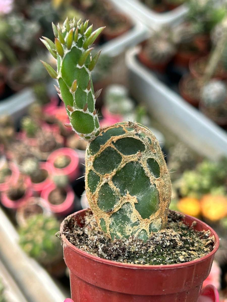 Opuntia ficus-indica 'Cobra' | Cactuses \ Opuntia | Kaktusy, sukulenty ...