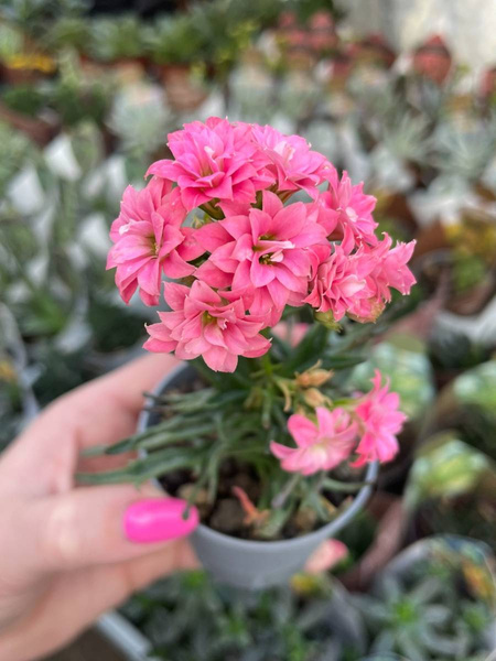 Kalanchoe katapifa 'Tarantula' | Sukulenty \ Kalanchoe | Kaktusy ...