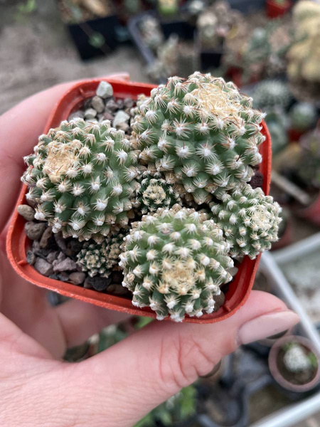 Pediocactus knowltonii | Cactuses \ Pediocactus | Kaktusy, sukulenty i ...