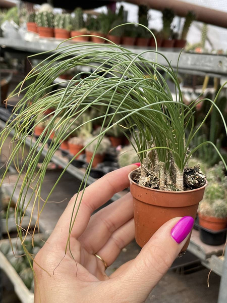 Albuca humilis KAUDEKS | Succulents \ Albuca Caudex \ Albuca | Kaktusy ...
