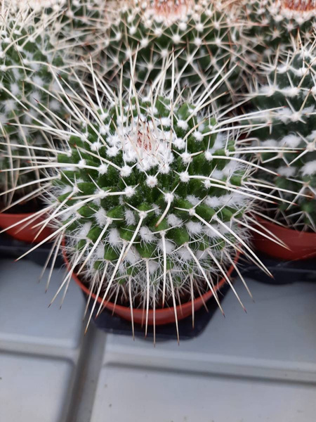 Mammillaria compressa ssp. centralifera | Kaktusy \ Mammillaria ...