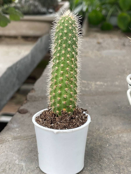 Mini cactus in a WHITE plastic pot | Wedding offer | Kaktusy, sukulenty ...