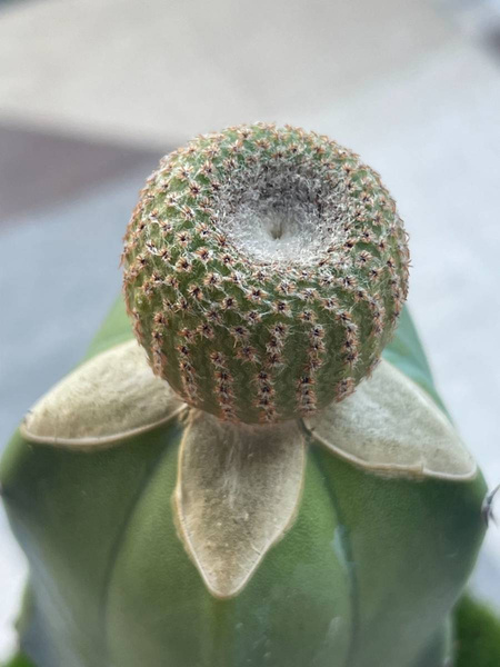 Yavia cryptocarpa | Kaktusy \ Yavia | Kaktusy, sukulenty i inne rośliny ...