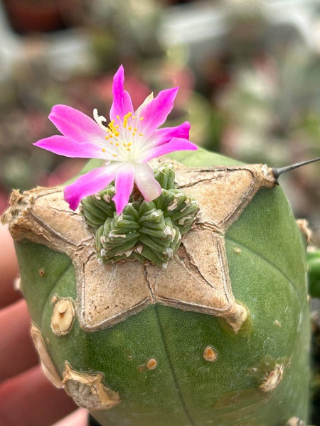 Aztekium valdezii | Cactuses \ Aztekium | Kaktusy, sukulenty i inne ...
