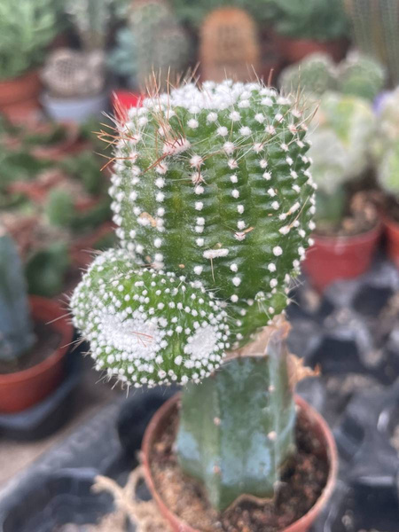 Notocactus scopa 'Albispina Inermis Cristata' | Cactuses \ Notocactus ...