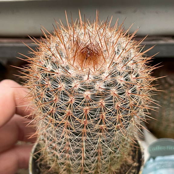 Notocactus schlosseri | Cactuses \ Notocactus | Kaktusy, sukulenty i ...