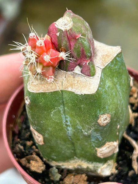 Hylocalycium CHIMERA - Hylocereus + Gymnocalycium | Mutants \ Chimera ...