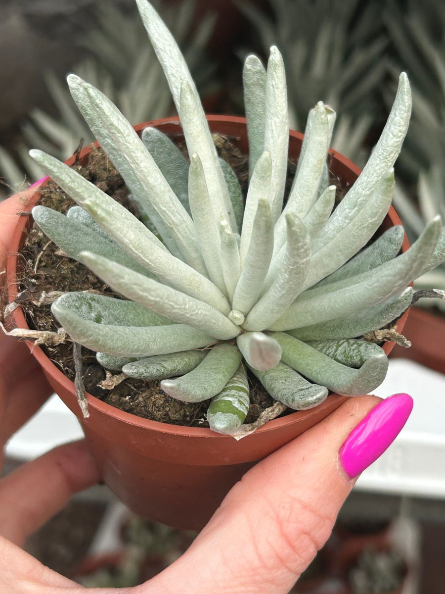 Senecio scaposus | Succulents \ Senecio | Kaktusy, sukulenty i inne rośliny - CandyCacti