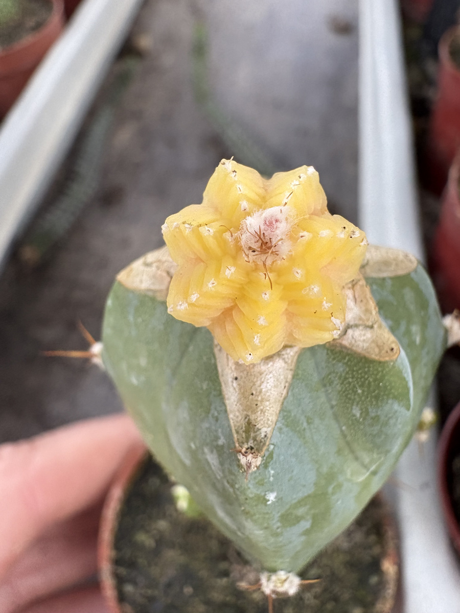 Aztekium valdezii 'Variegata' | Cactuses \ Aztekium | Kaktusy ...