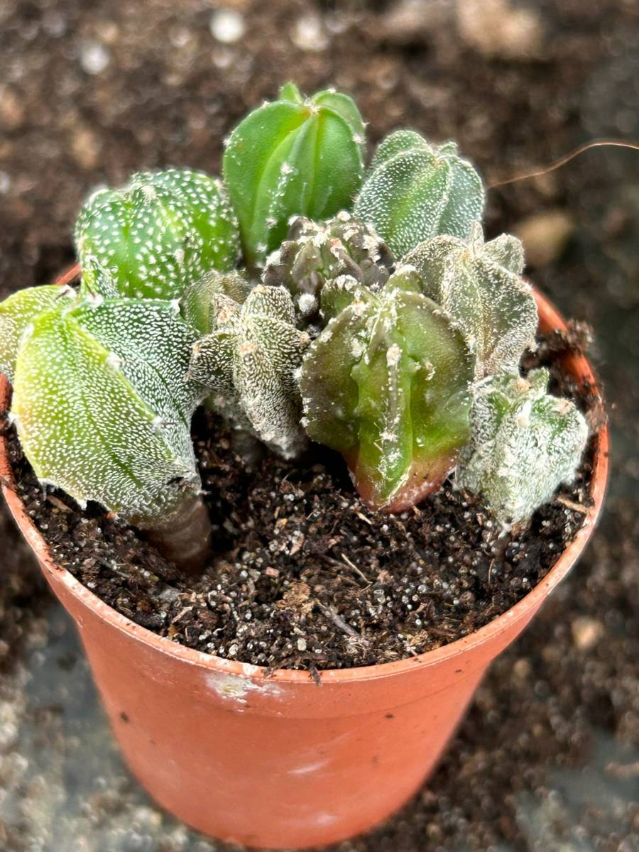 Astrophytum MIX mutants INTERESTING FORMS of seedlings group | Cactuses ...