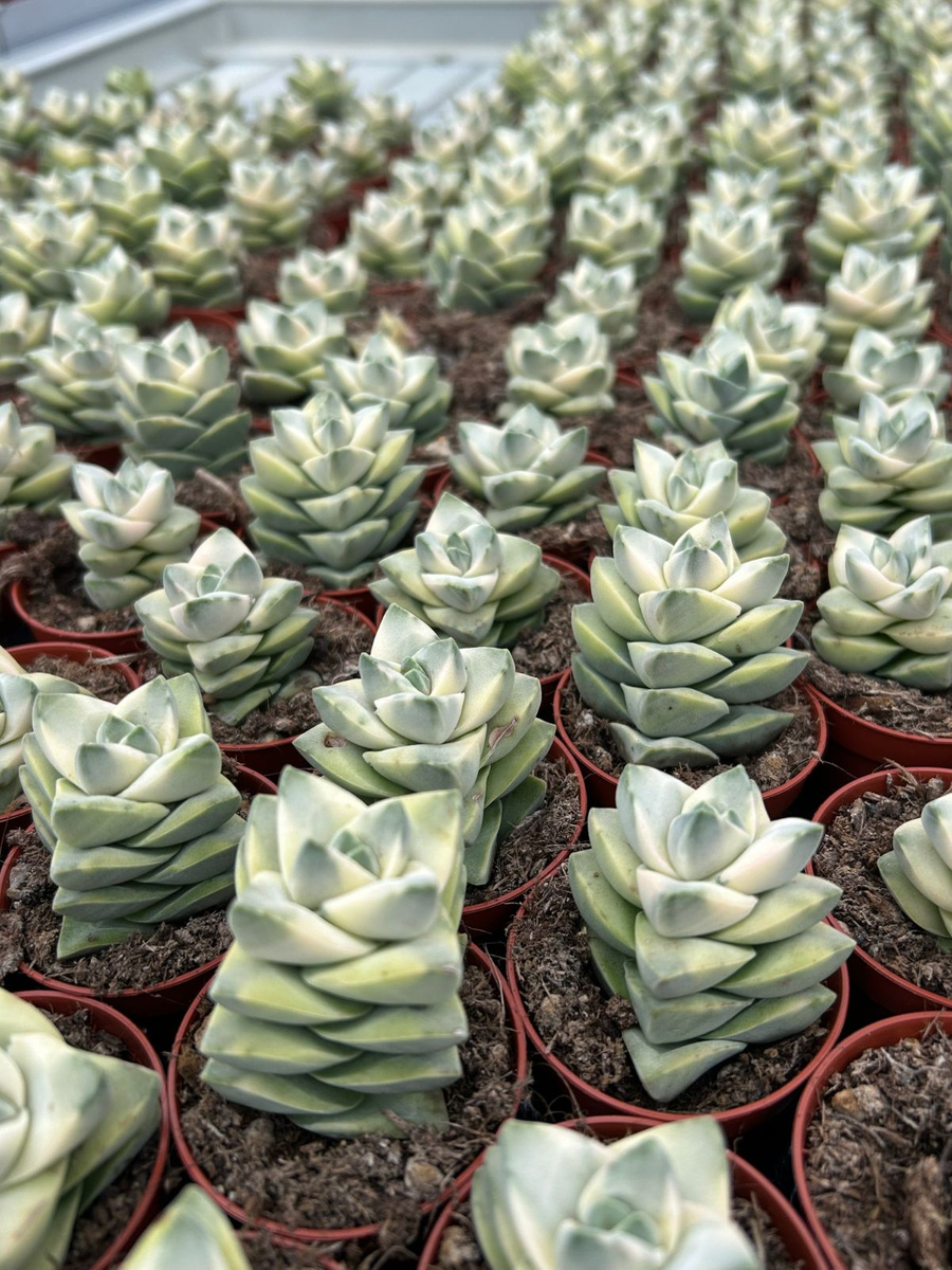 Crassula moonglow 'Variegata' | Succulents \ Crassula | Kaktusy ...