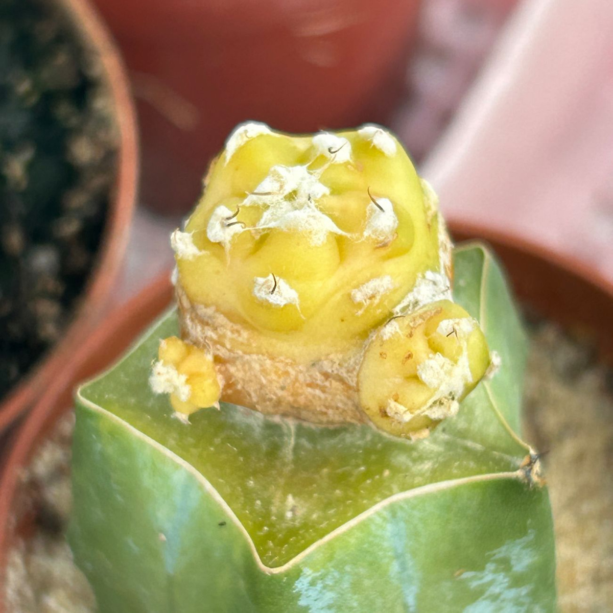 Astrophytum myriostigma 'Variegata' | Mutants \ Astrophytum | Kaktusy ...