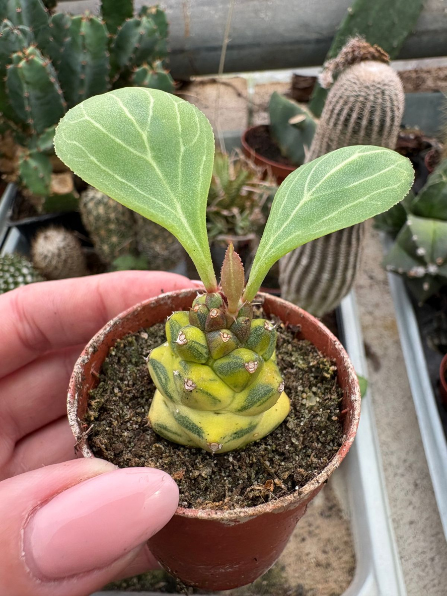 Monadenium ritchiei KAUDEKS 'Variegata' | Sukulenty \ Monadenium Caudex ...