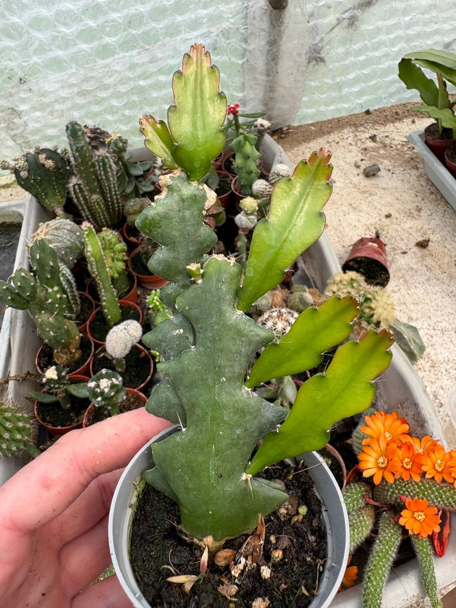 Selenicereus anthonyanus | Kaktusy \ Selenicereus | Kaktusy, sukulenty i inne rośliny - CandyCacti