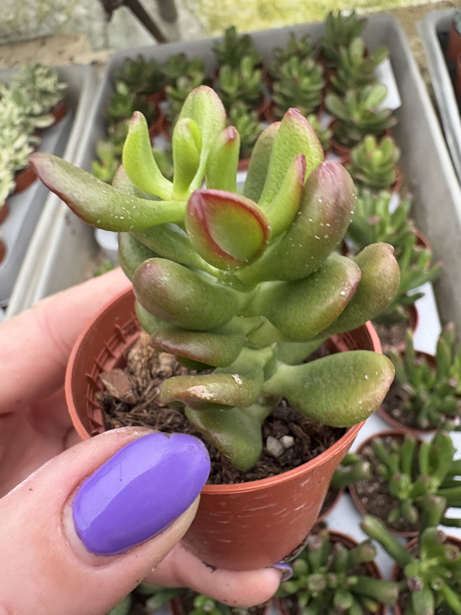 Crassula ovata 'Hobbit' vs.gollum gandalf | Sukulenty \ Crassula ...