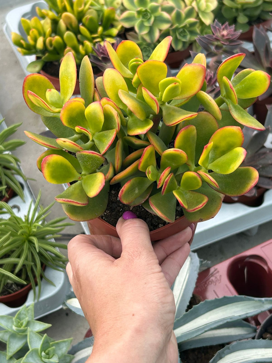 Crassula ovata 'Hummel's Sunset' Golden Jade Tree | Succulents ...