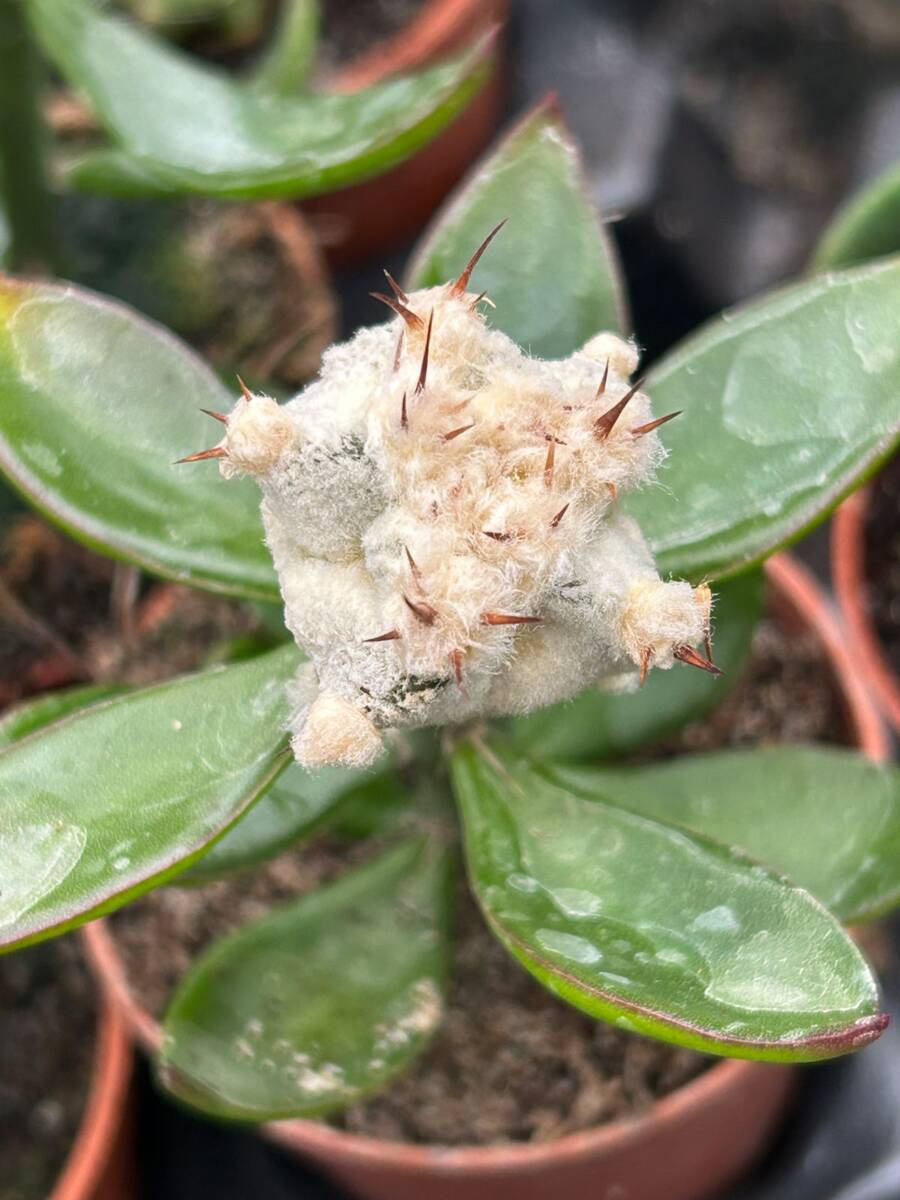 Astrophytum ornatum 'Mega Snow' | Cactuses \ Astrophytum | Kaktusy ...