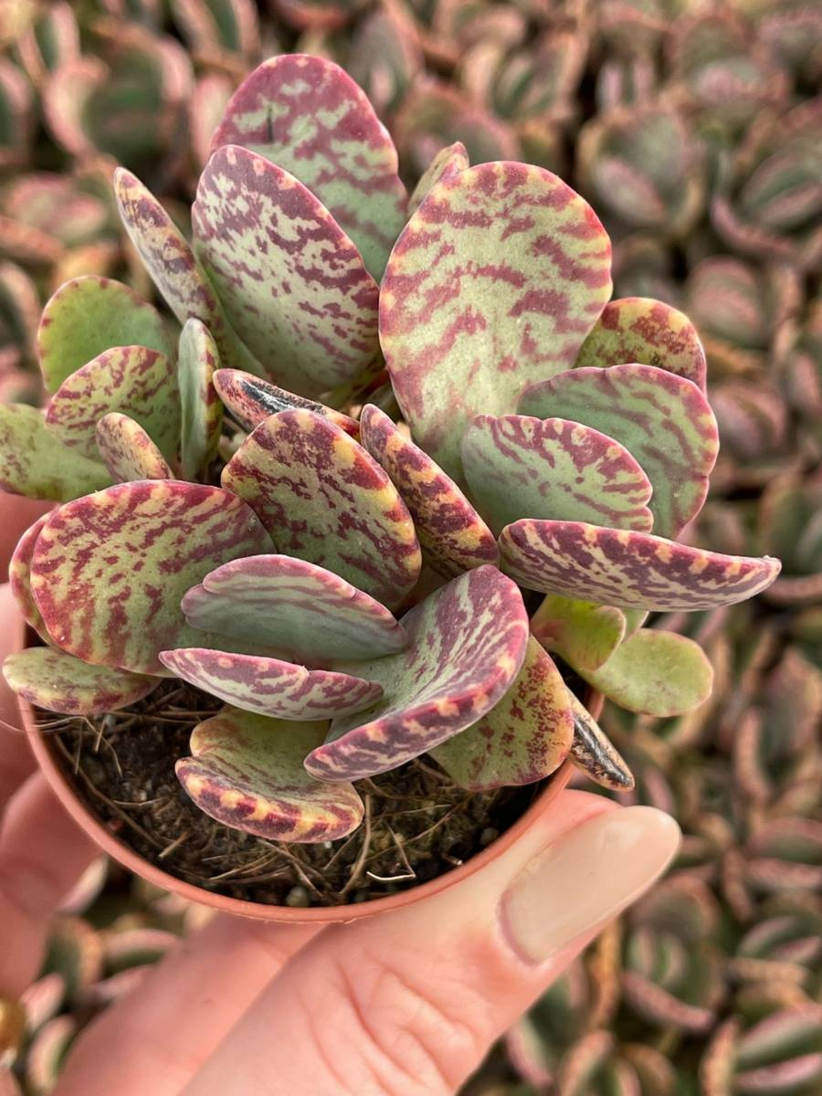 Kalanchoe humilis | Succulents \ Kalanchoe | Kaktusy, sukulenty i inne ...