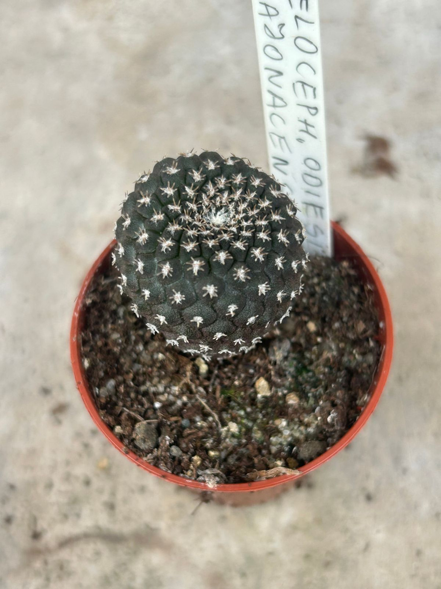 Thelocephala odieri v.pajonacensis | Cactuses \ Thelocephala | Kaktusy ...