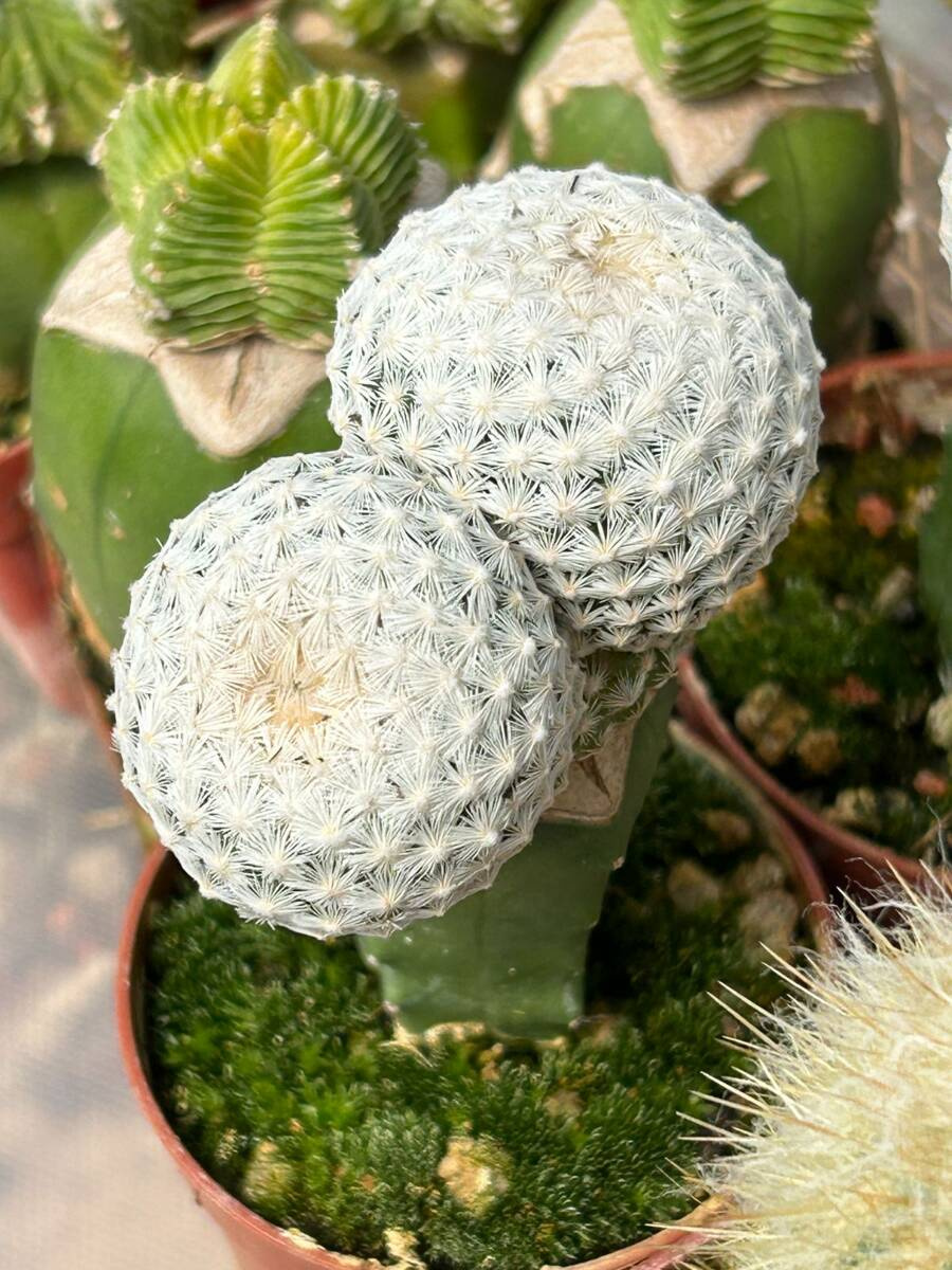 Mammillaria lasiacantha ssp. egregia | Cactuses \ Mammillaria | Kaktusy ...