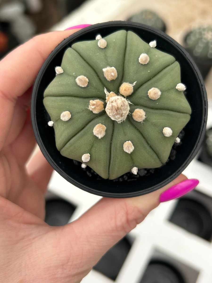 Astrophytum asterias 'Nuda Miracle' | Cactuses \ Astrophytum | Kaktusy ...