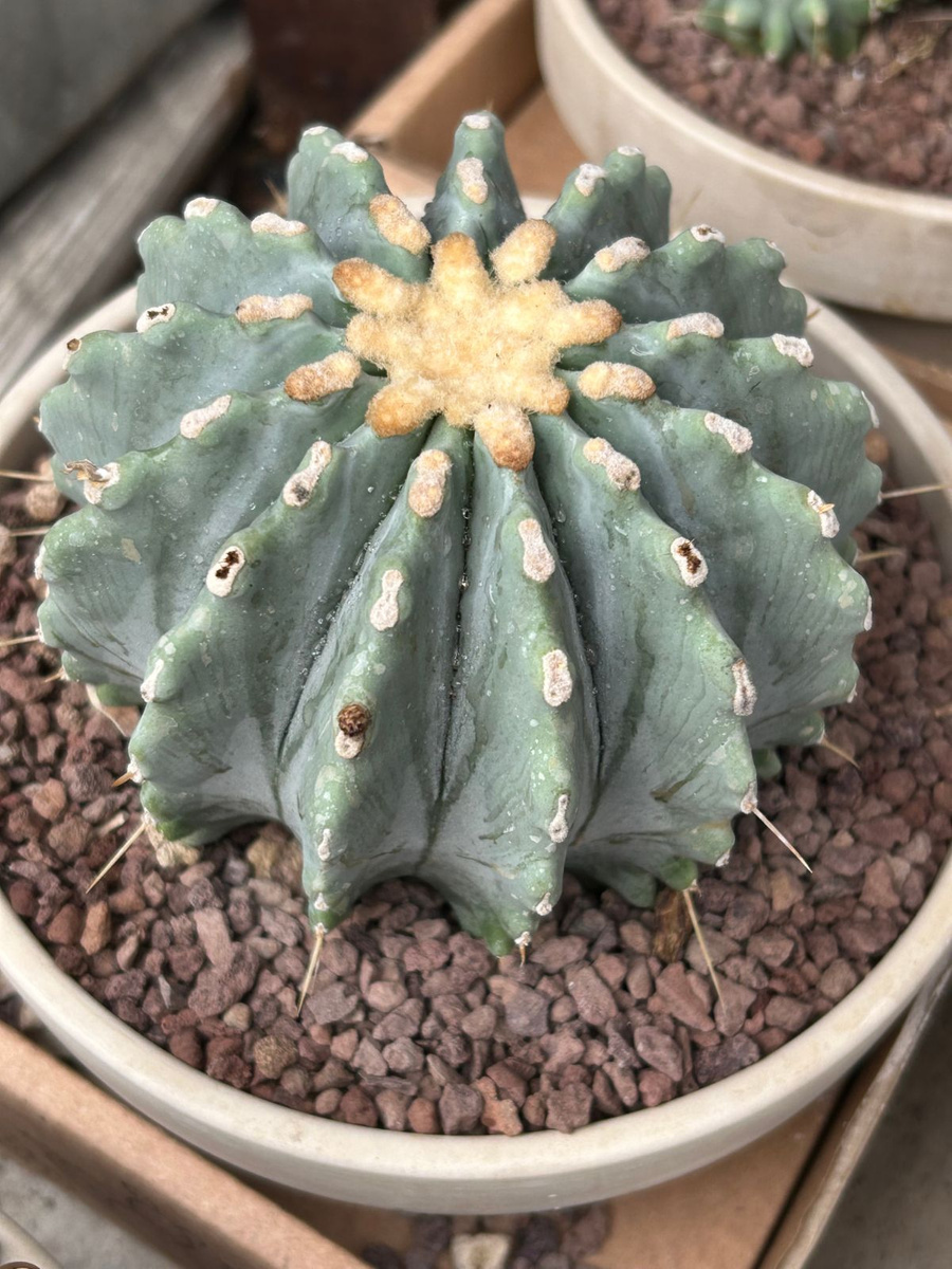 Ferocactus glaucescens 'Inermis Polygona' | Cactuses \ Ferocactus ...