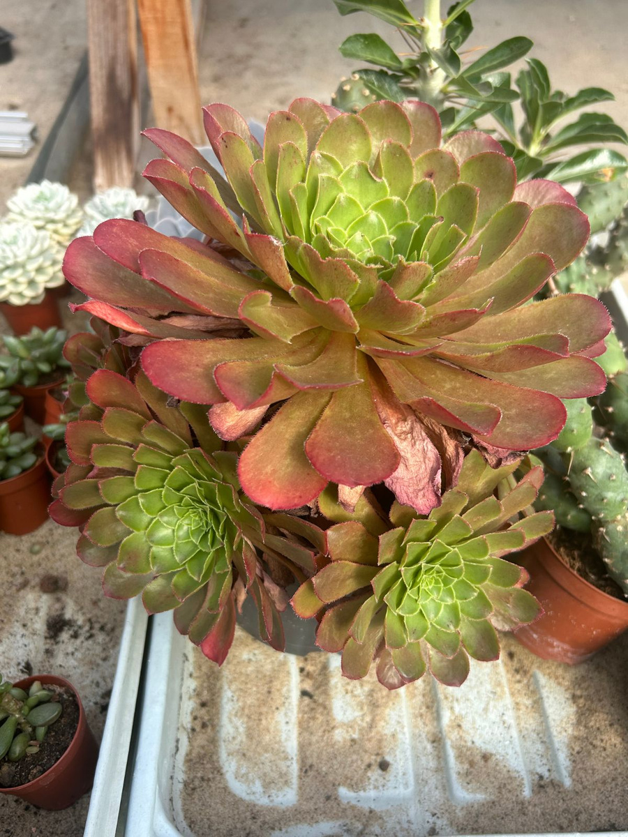 x Semponium 'Sienna' | Succulents \ x Semponium | Kaktusy, sukulenty i ...