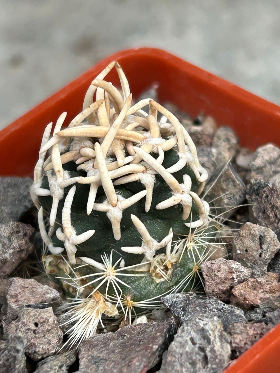 Navajoa peeblesiana subs. menzelii | Cactuses \ Navajoa | Kaktusy ...