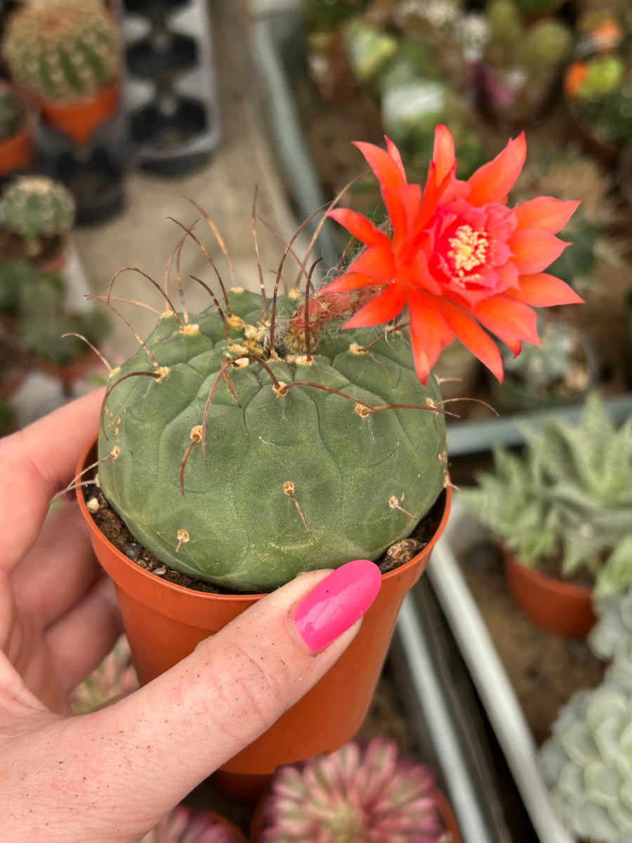 Matucana madisoniorum | Cactuses \ Matucana | Kaktusy, sukulenty i inne rośliny - CandyCacti