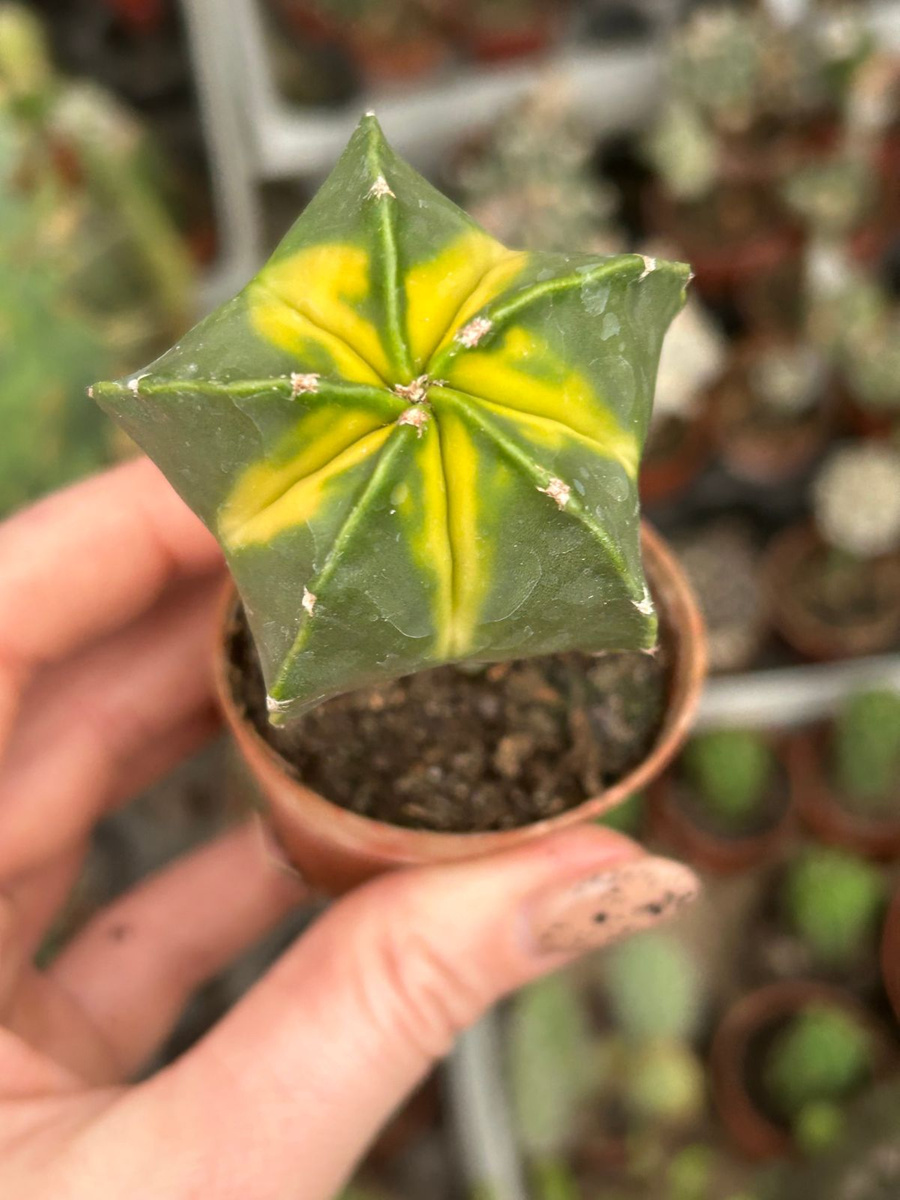 Astrophytum myriostigma 'Nuda Variegata' | Cactuses \ Astrophytum ...