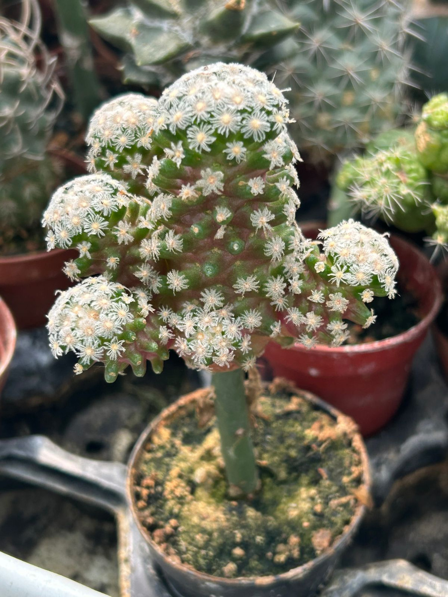 Mammillaria theresae | Kaktusy \ Mammillaria | Kaktusy, sukulenty i ...