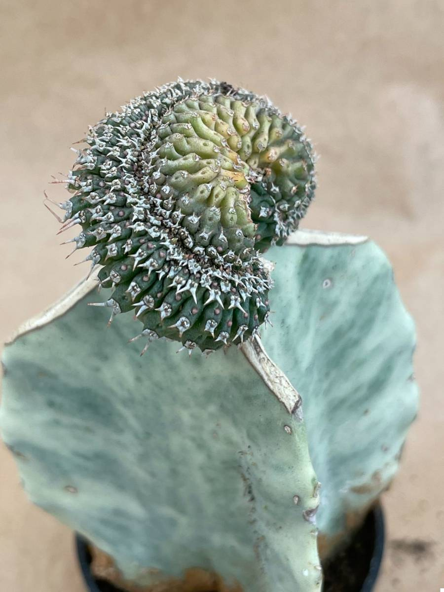 Euphorbia philipsioides 'Cristata' | Succulents \ Euphorbia | Kaktusy ...