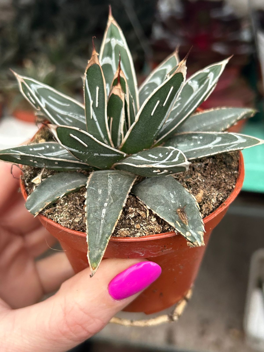 Agave victoriae-reginae 'Compacta' | Succulents \ Agave | Kaktusy ...