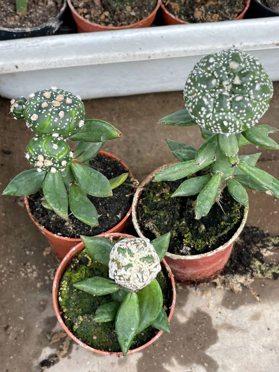 Set of 3 different Astrophytum asterias MUTANTS | Cactuses ...