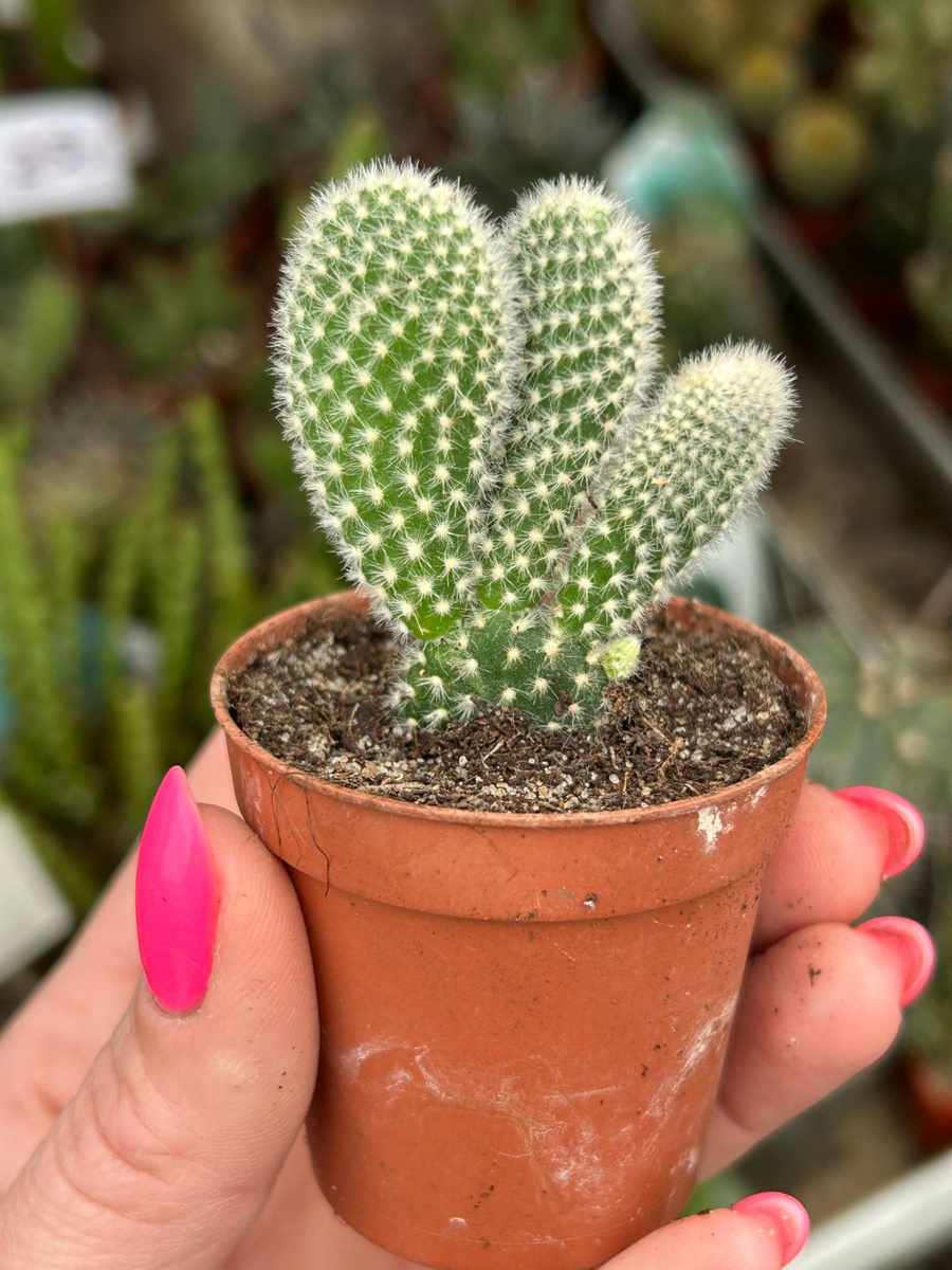 Opuntia microdasys cv. Albata | Cactuses \ Opuntia | Kaktusy, sukulenty ...