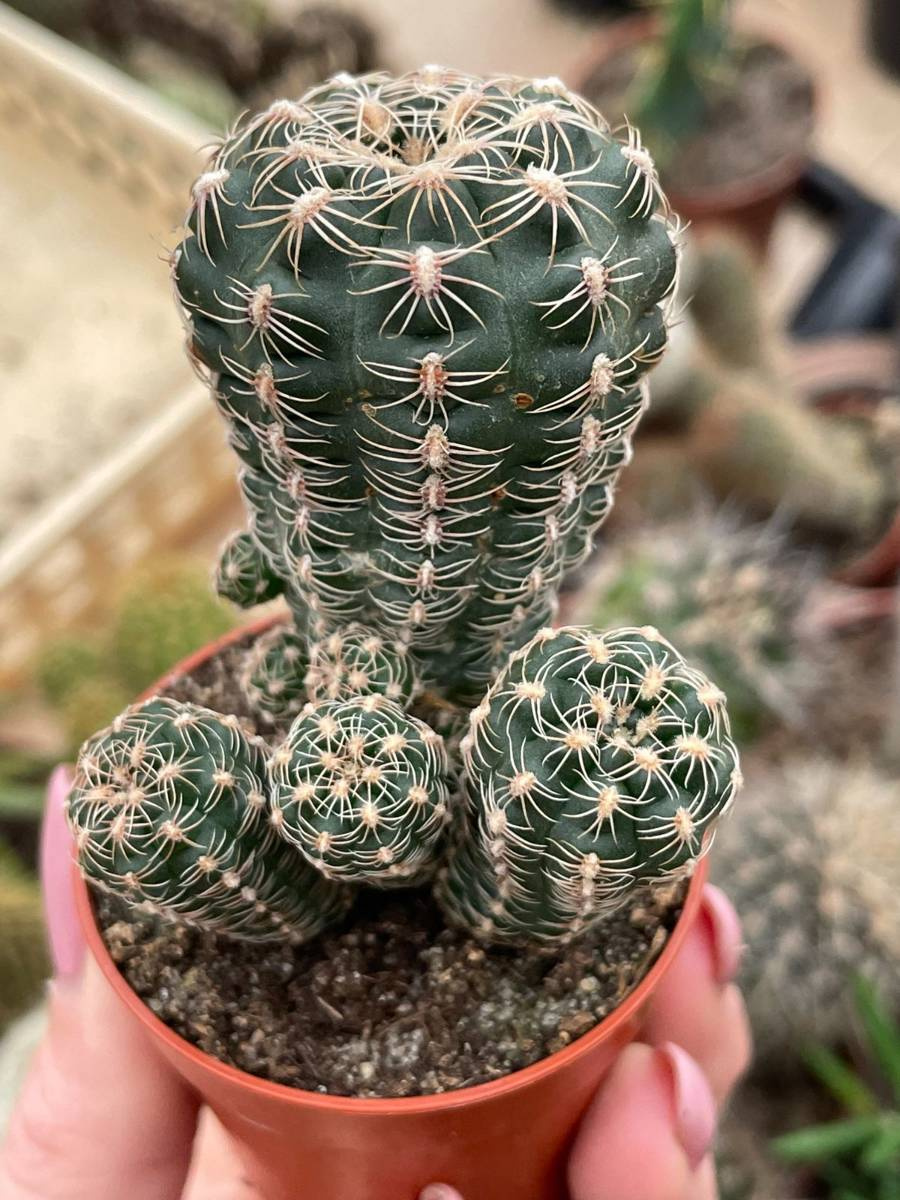 Gymnocalycium andreae v. doppianum | Kaktusy \ Gymnocalycium | Kaktusy, sukulenty i inne rośliny ...