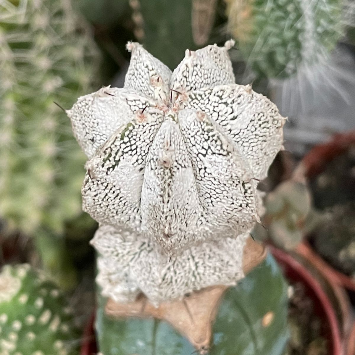 1404. Astrophytum myriostigma 'Hubiki' | Mutants \ Astrophytum ...
