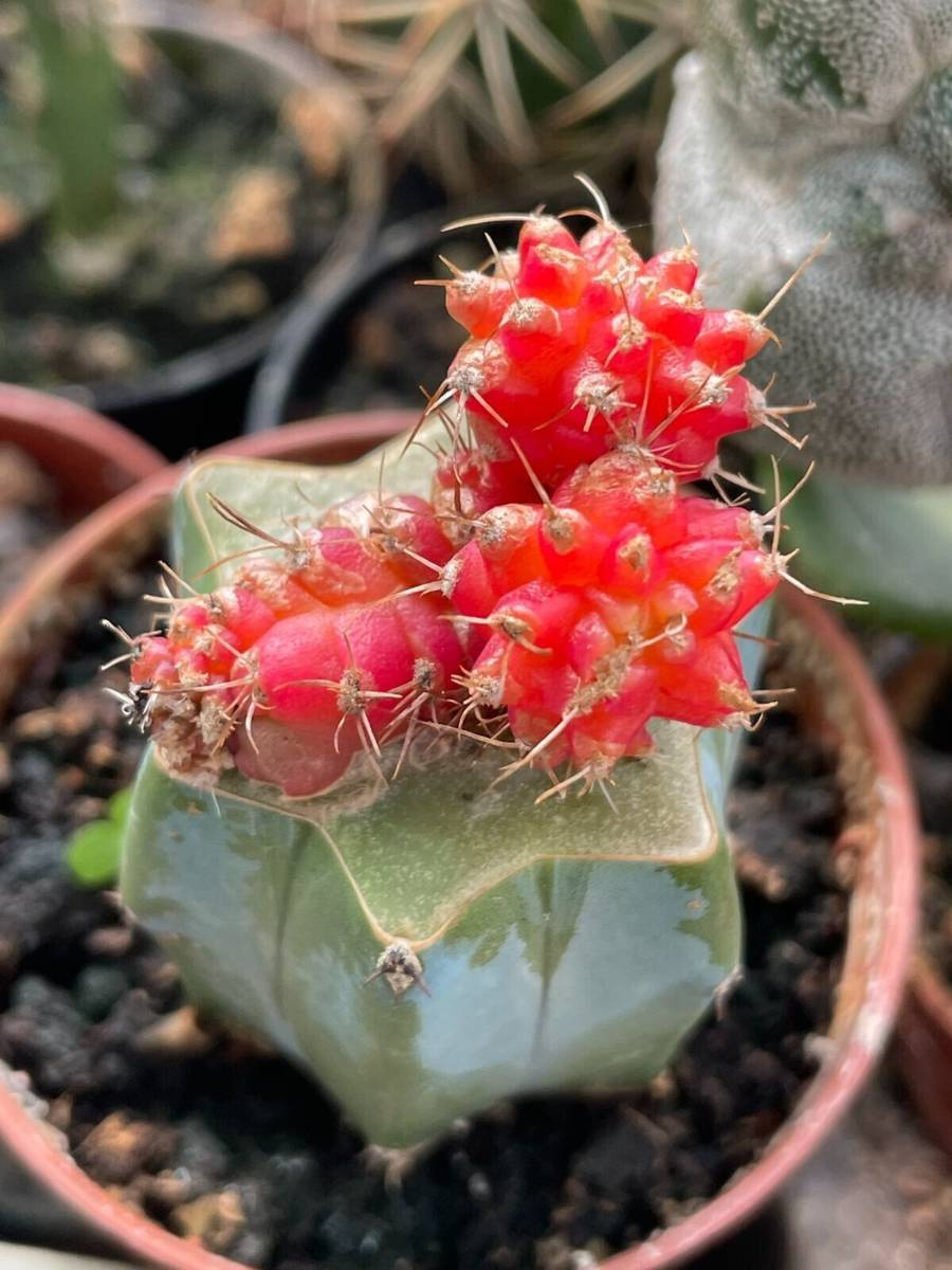 Hylocalycium CHIMERA - Hylocereus + Gymnocalycium | Mutants \ Chimera ...