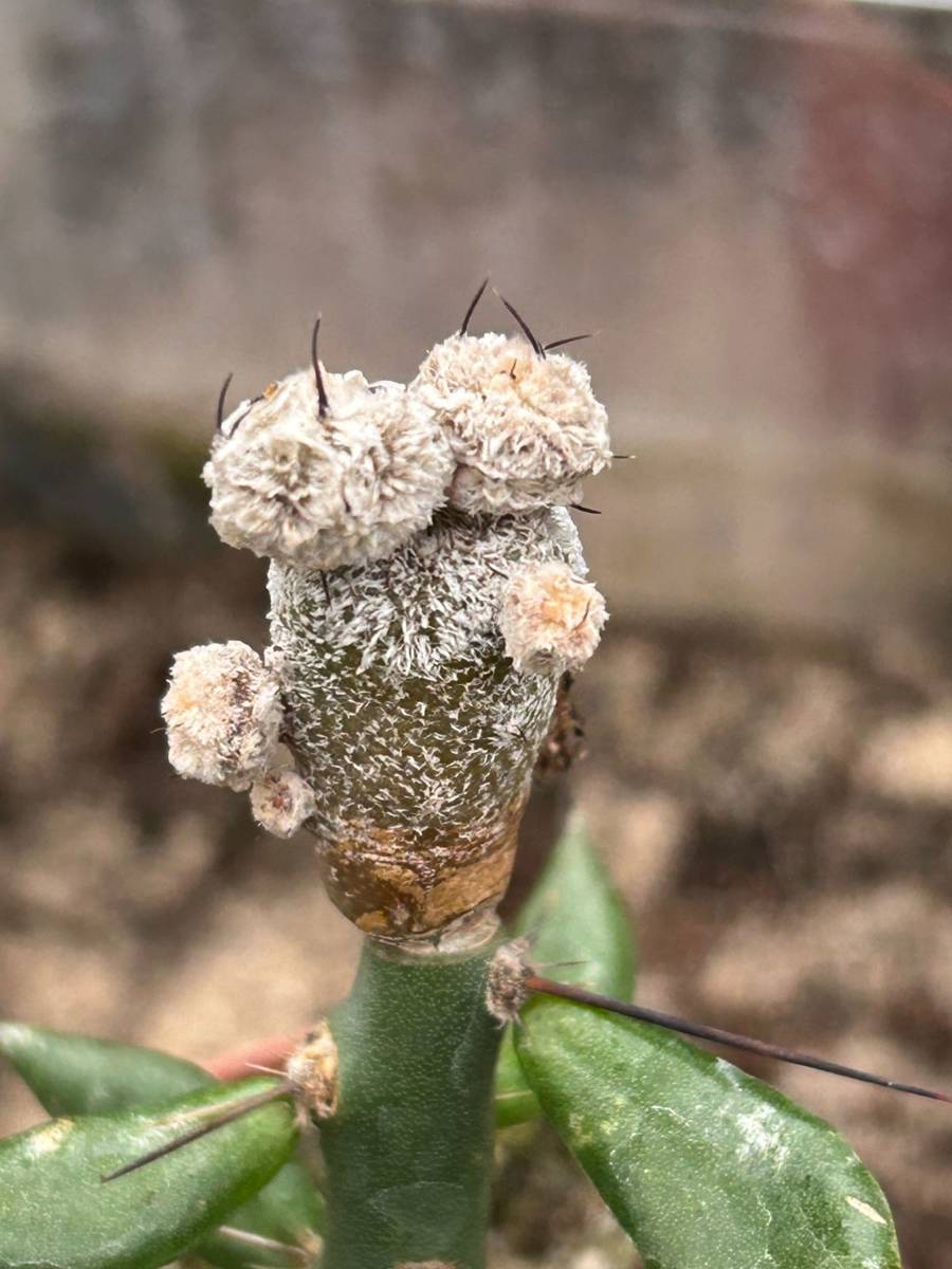 Astrophytum myriostigma 'Onzuko Mega White Coral' | Mutants ...