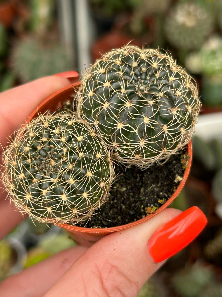 Lobivia arachnacantha | Kaktusy \ Lobivia | Kaktusy, sukulenty i inne ...