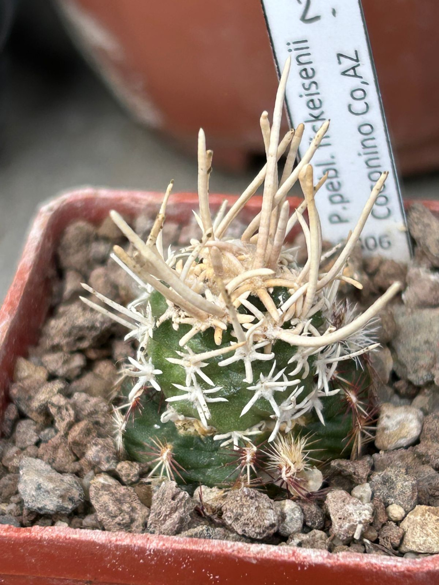 Navajoa peeblesiana var. fickeisenii SB903 | Cactuses \ Navajoa ...