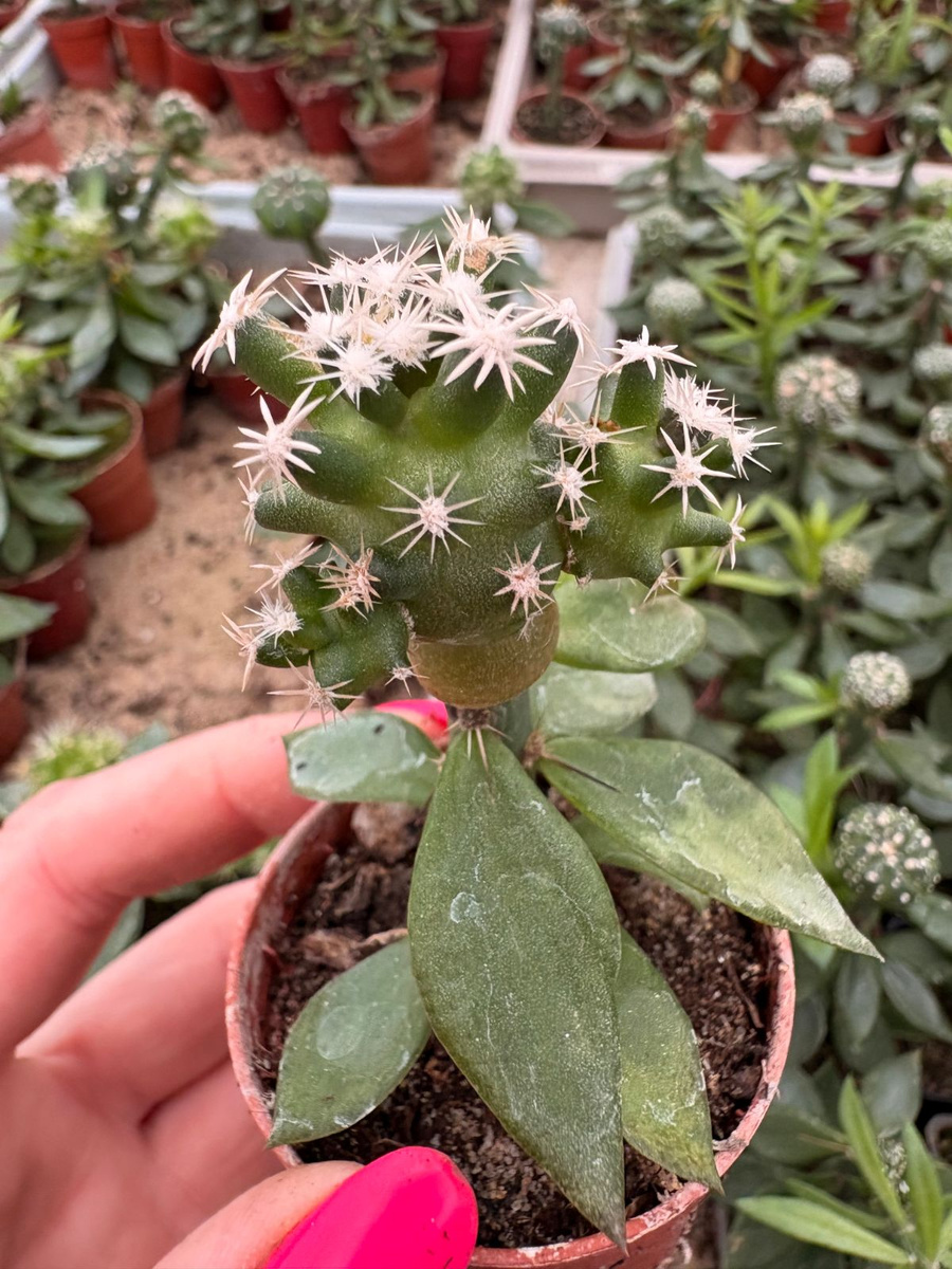 Escobaria abdita LAGUNA DE LA LECHE VZD1313 | Cactuses \ Escobaria ...