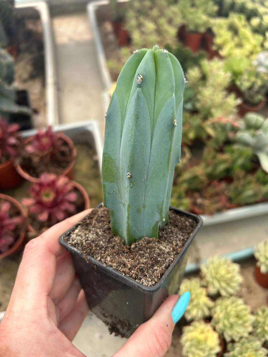 Myrtillocactus geometrizans - THE PERFECT for grafted | Cactuses ...