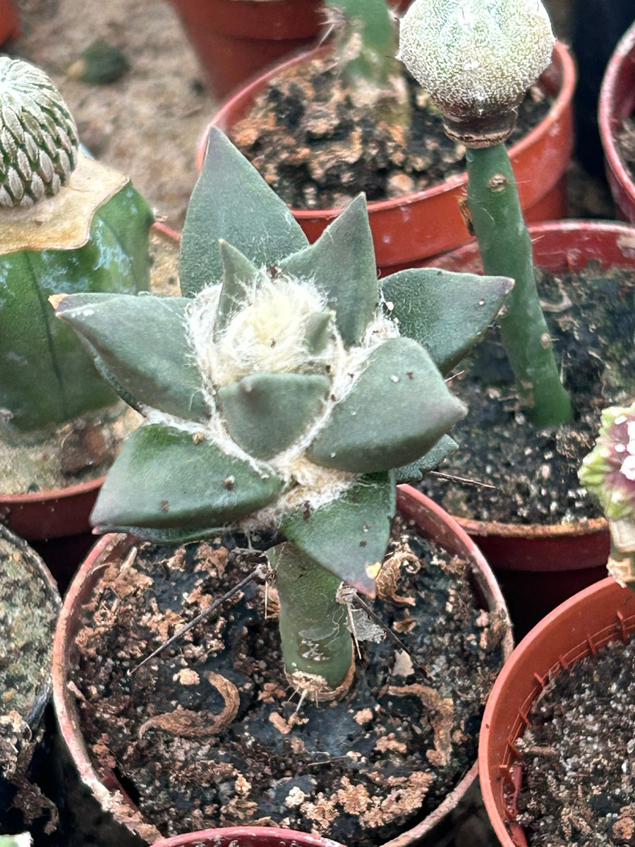 Ariocarpus trigonus | Cactuses \ Ariocarpus | Kaktusy, sukulenty i inne rośliny - CandyCacti