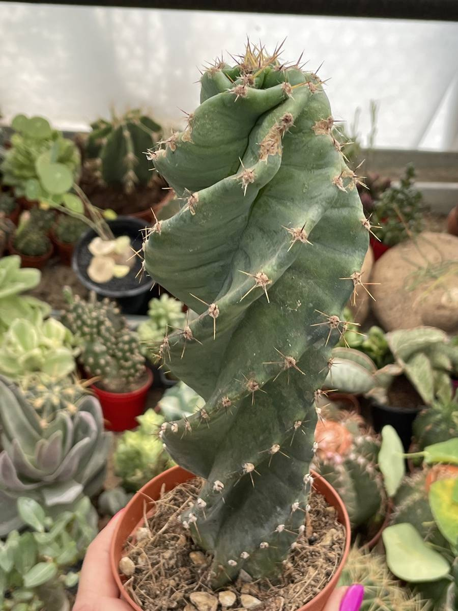 Cereus peruvianus 'Spiralis' | Kaktusy \ Cereus Mutanty \ Cereus | Kaktusy, sukulenty i inne ...