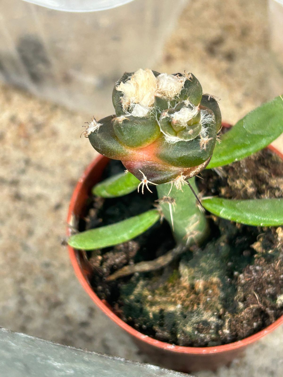 Ariocarpus furfuraceus 'Variegata' | Cactuses \ Ariocarpus | Kaktusy ...