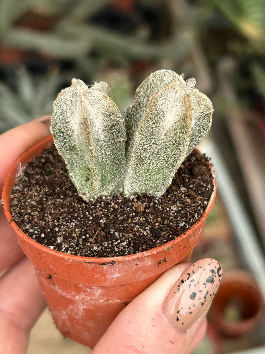 Astrophytum coahuilense 'Dichotoma' | Cactuses \ Astrophytum Mini ...
